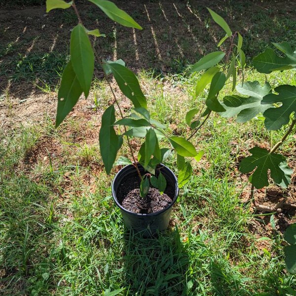 Anigozanthos 'BUSH RANGER' dwarf Red Kangaroo Paw - Etsy