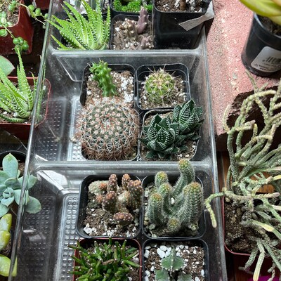 Dancing Bones Cactus 2 Inch Rhipsalis Salicornioides Live Succulent ...