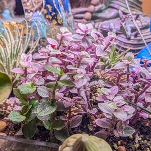 Callisia Repens, Pink Lady Plant, Pink Panther, Creeping Inch Plant ...