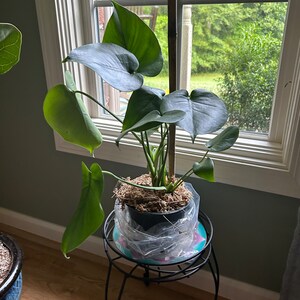 Monstera Deliciosa Tropical Split Leaf Plant 6 Inch Pot Indoor ...