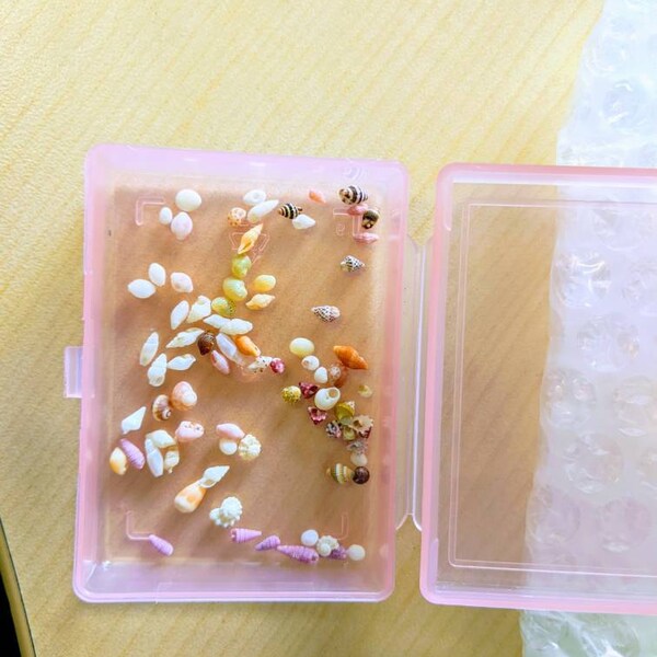 Japanese Turban Shell Lid / Sea Shells / 100% Natural & Genuine / for ...