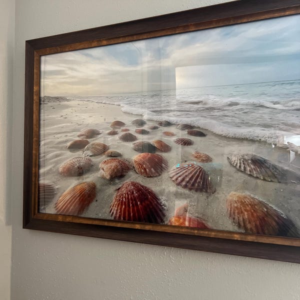 Seashell Photography, Shell Photo, Beach Decor, Fine Art Print, Coastal ...