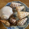 8 FLORIDA CONES 1 Whopper 46mm Florida Seashells Collectible Collected ...