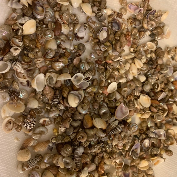 Bulk Haitian Tree Snail Shells (candy Snail Shells) Rainbow Hermit Crab ...
