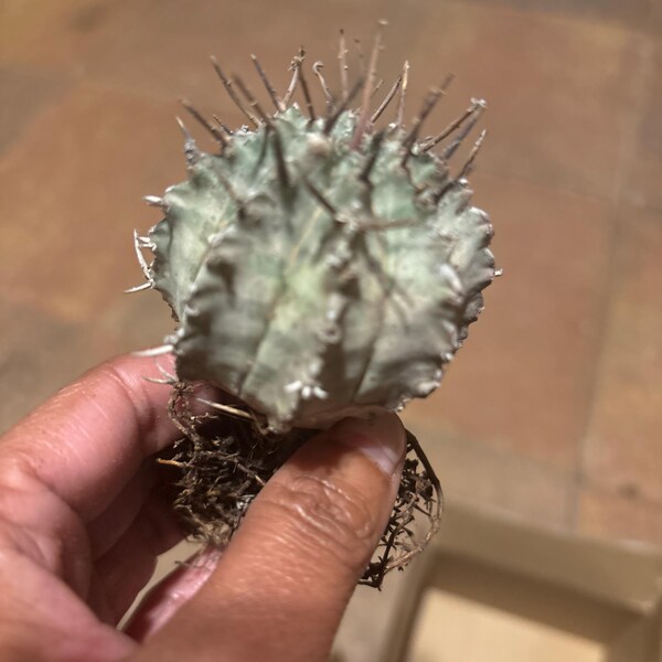 Hildewintera Colademononis - Monkey Tail Cactus Seeds - Super Furry ...