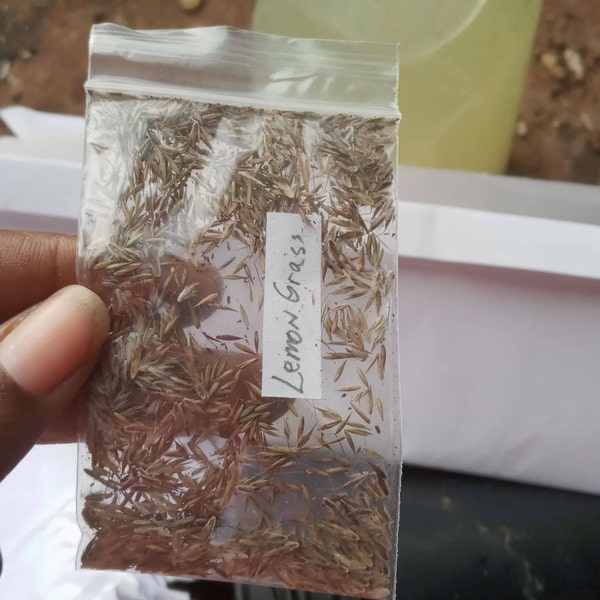 Egg Tree Seeds - Etsy