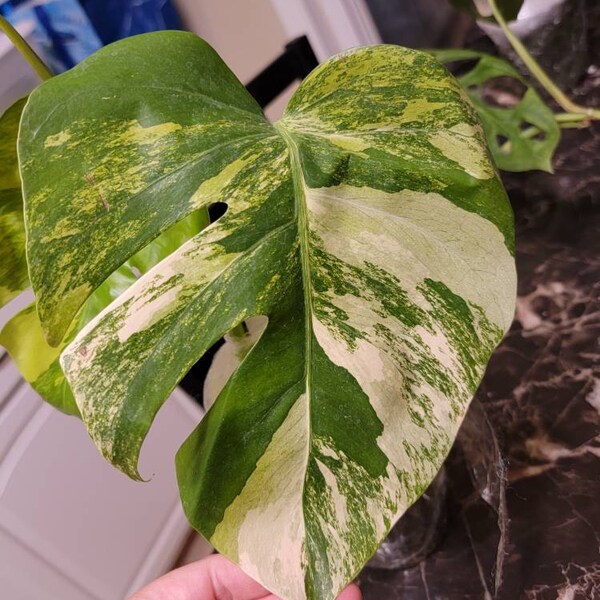 Aglaonema Suksom Red Emperor Multiple Leaves 1 Enfolding Leaves Rooting FREE SHIPPING - Etsy
