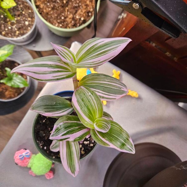 Tradescantia Bubblegum Nanouk Plant - 4 Inch Pot - Optional Decorative ...