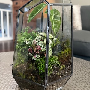 Water Terrarium Kit Water Garden Birthday Gift for Nature - Etsy