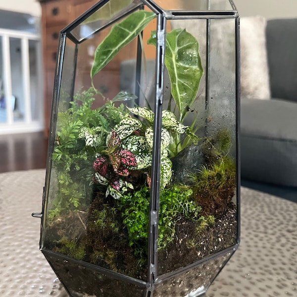 Bioactive Terrarium Kit With Live Moss With Terrarium Container ...