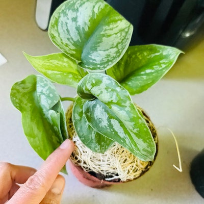 Silver Splash Pothos Scindapsus Pictus Exotica - Etsy