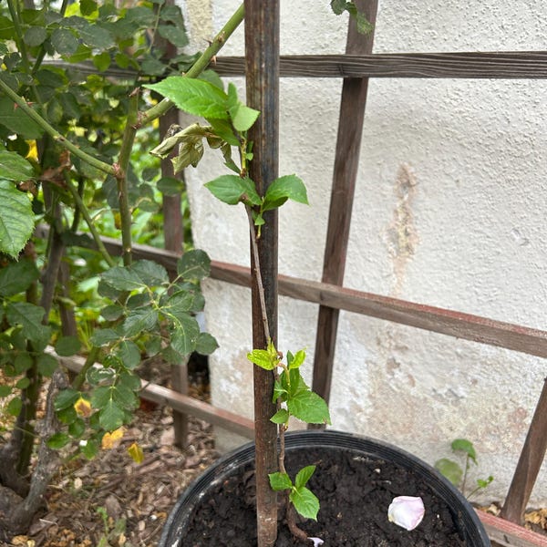 1 Perfection Red Currant Plant, Zones 3-7 - Etsy