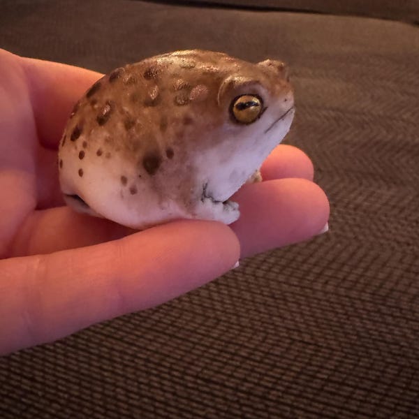 SQUISHY Desert Rain Frog. Cute Butt Frog Fidget Weirdcore Desk Toy for ...