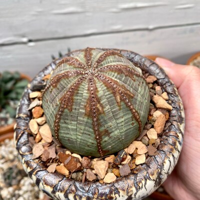 Weirdo Alert HUGE HUGE Gymnocalycium Mihanovichii Variegated Moon ...