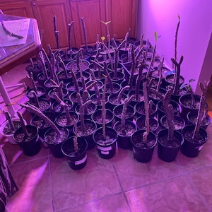 Ultra Rare Vibrant Elizabeth Thornton With Yellow Center | Etsy