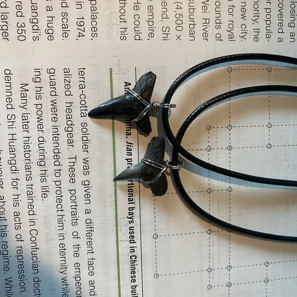 Shark Tooth Identification Guide, Instant Download, Fossil ID Card ...