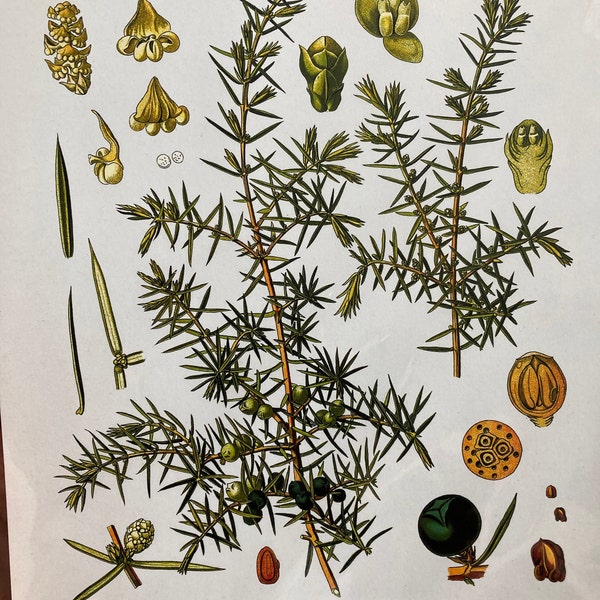 Juniper Botanical Print, Juniper Botanical Art Print, Juniper Wall Art ...