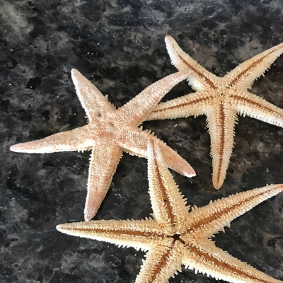 Mini Starfish Collection 12 PC Mini White Starfish Sugar Starfish Tan ...