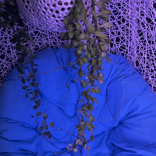 Schlumbergera / Variegated Christmas Cactus 'madame Butterfly' Plant - Etsy