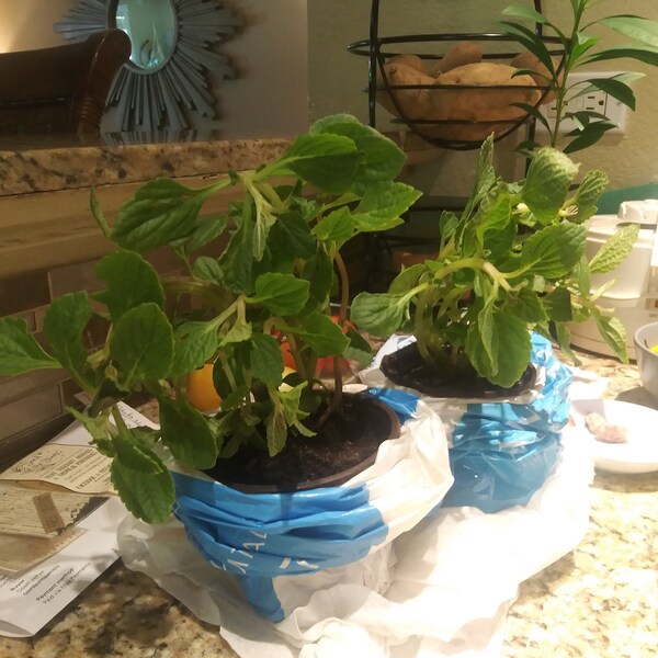 Wild Huckleberry - 100+ Seeds - Wildlife Food - Etsy