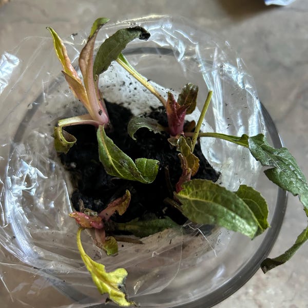 2 Echinacea Lemon Yellow Improved Perennial Starter Coneflowers ...