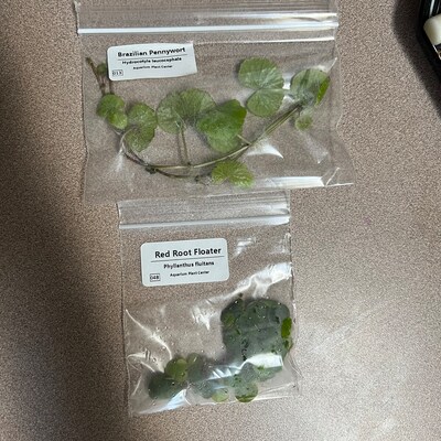 Red Root Floater, Phyllanthus Fluitans, Live Aquarium/floating/pond ...