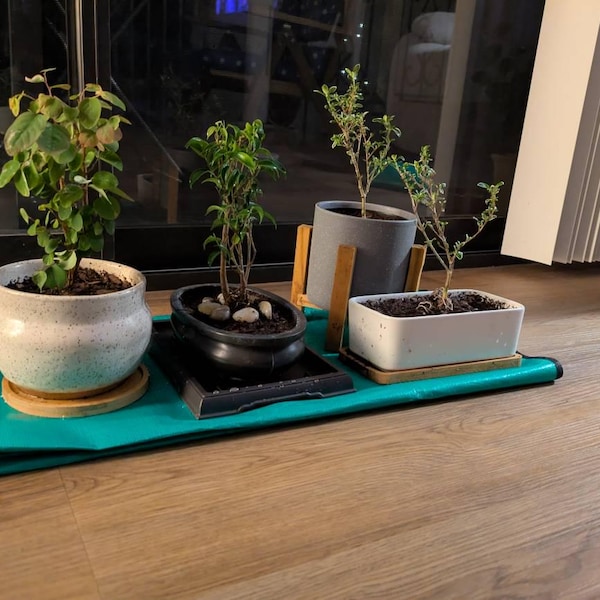 Frosted Jade Asian Violet - Primulina Yungfuensis - 2.5" Pot - House ...