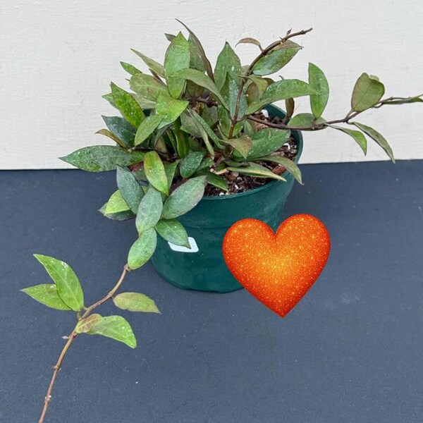 Hoya Parviflora Splash in 4.5”pots - Rare Hoya - Wax Plant - Attractive ...