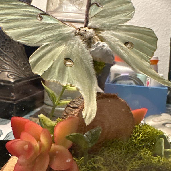 REAL LARGE Silk Moth Diorama 16X10 Inch Dome USA Saturniidae Luna ...