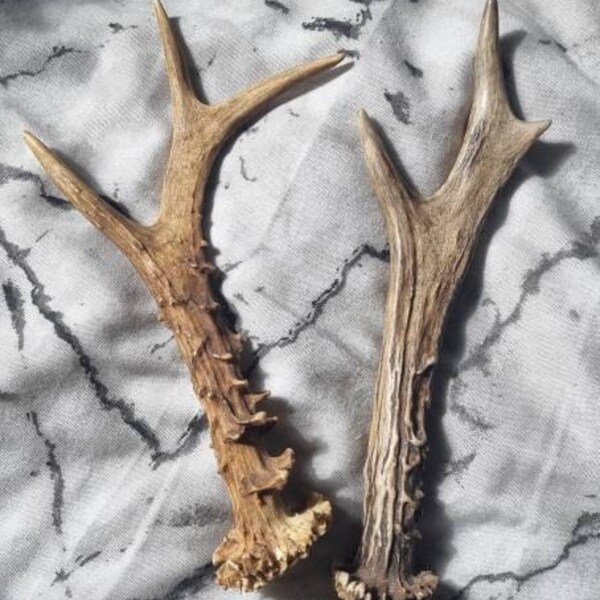 Huge Set 14 Point Imperial Deer Antlers - Etsy