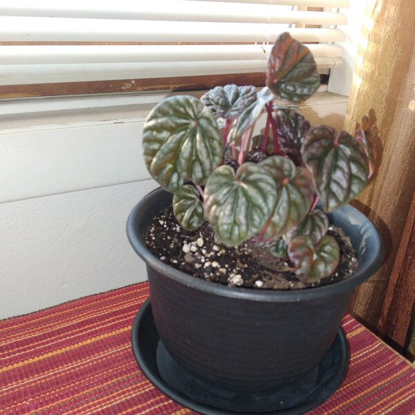 Red Ripple Peperomia - Caperata- 4in Pot - Tropical Indoor Houseplant ...