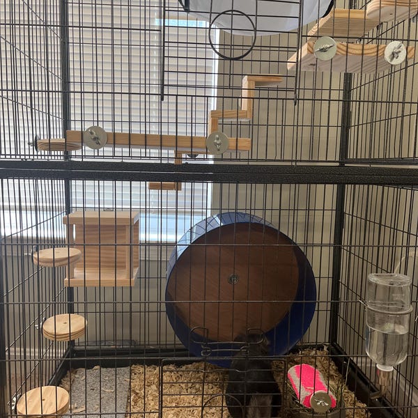 Crazy Critter 11 Pc Kiln Dried Pine Chinchilla//rat//degu//squirrel ...