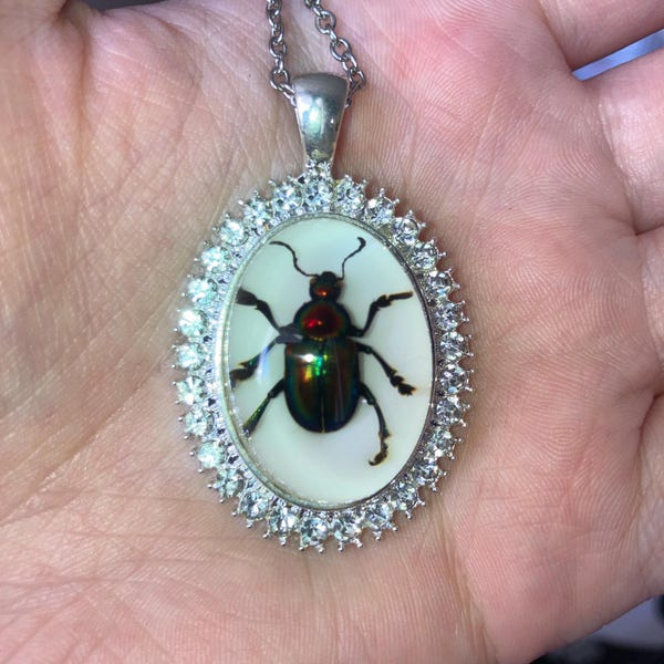 Real Rainbow Leaf Beetle Insect Preserved Specimen in Resin Cameo ...