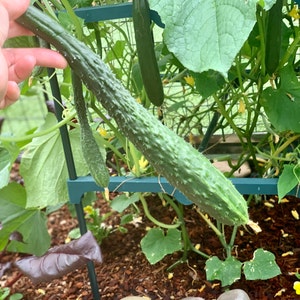 Tromboncino Rampicante Huge Italian Heirloom Zucchini Squash Vegetable ...