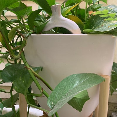Yellow Water Spike, Olla, Plant Tender, Watering Bulb Bottle-shaped ...