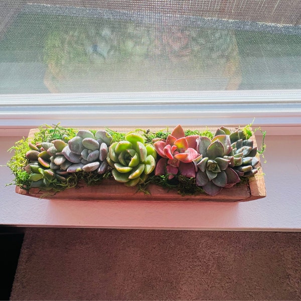 Small Office Desk Succulent Arrangement, Live Succulents, Gift for Her ...