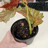 Callisia Repens gold Form Creeping Inch Plant/turtle Vine 2 Starter ...