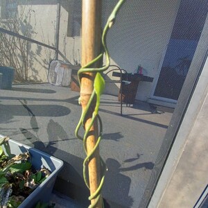 Rabbiteye Blueberry titan - Etsy