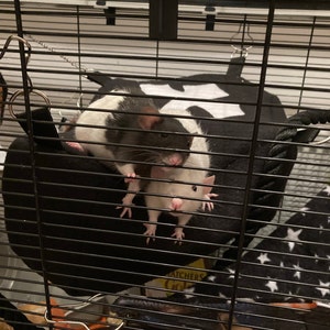 The Cosy Coffin Luxury Halloween Coffin in 3 Sizes, Hanging Cube ...