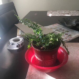 Flowerpotnursery Moonlight Fern Cretan Brake Fern Pteris Cretica Mayii ...