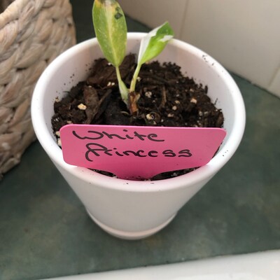 Philodendron White Princess 2 Starter Plant ALL STARTER PLANTS Require ...