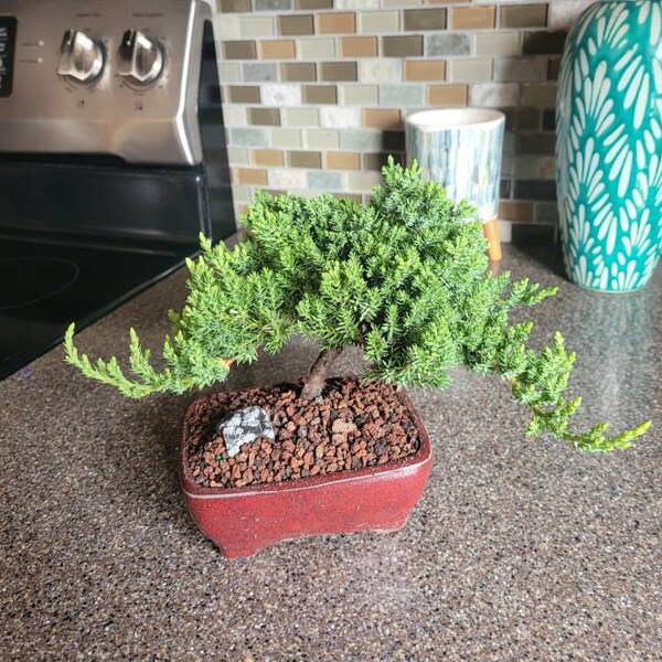 Orchid Plant LIVE Rlc. Amazing Thailand 'rainbow' Rare BLOOMING SIZE ...