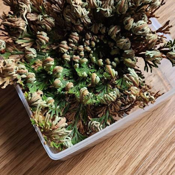 Jericho Flower - Rose of Jericho, Resurrection Flower, Whole Dried Herb ...