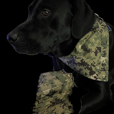 AKC Scent Work NOVICE Title Progression Tracking Sheet Digital Download ...