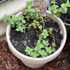 Sedum Solar Spice, Stonecrop Succulent, Cold Hardy Evergreen Carpet ...