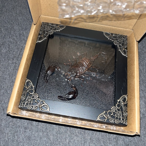 Scorpion Frame Taxedermy Black Wall Decor Gothic Artwork, Preserve ...