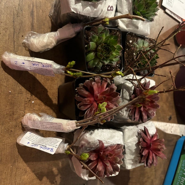 Royal Ruby Hen and Chicks - Sempervivum - Etsy