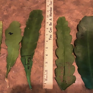 German Empress Epiphyllum 1 Cutting disocactus - Etsy