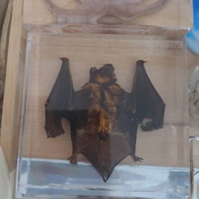Real Spider Insect Specimen, Spider Specimen With Frame, Gem Spider ...