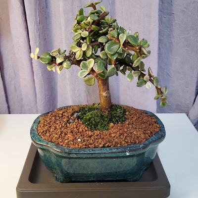 Indoor Bonsai Variegated Mini Jade Broom Style 5 Years Old - Etsy